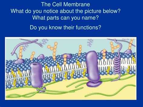 PPT Cell Membrane PowerPoint Presentation Free Download ID