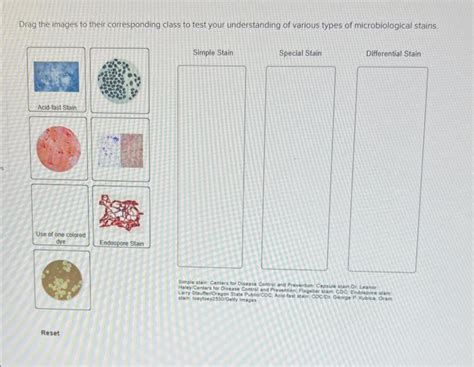 Solved Drag The Images To Their Corresponding Class To Test