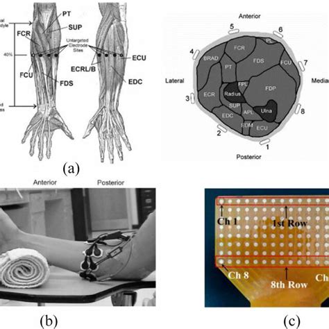 Surface Electromyography A Relationship Between Gesture And Forearm