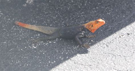 Will One Exotic Lizard Eating Another Worsen Mosquito Borne Diseases