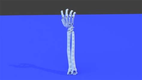Right Forearm Wrist And Hand A 3d Printable Medical File Of Their Normal Anatomy Converted