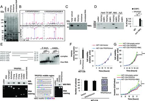 Tp53tg1 Binds To The Ybx1 Protein A Detection Of Candidate