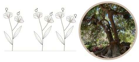 Botany in Marimurtra Plant sexuality Jardí Botànic Marimurtra