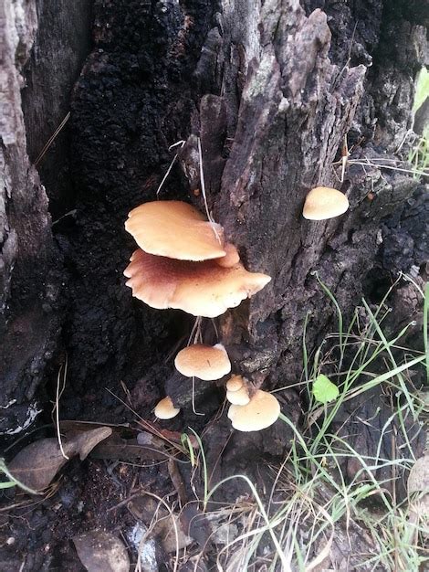 Premium Photo Close Up Of Fungus Growing On Tree Trunk
