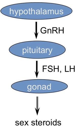 EM Puberty Flashcards Quizlet