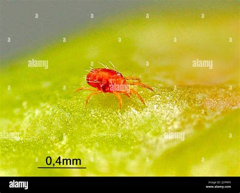 Twospotted Spider Mite Tetranychus Urticae In Motion On An Apple