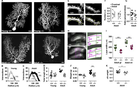 Purkinje Neurons