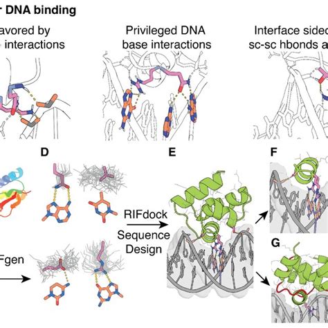 Pdf Computational Design Of Sequence Specific Dna Binding Proteins