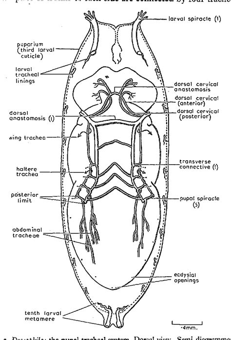 Figure 2 From The Post Embryonic Development Of The Tracheal System In