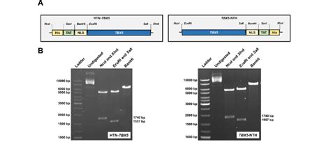 Schematic Representation Of The Tagging Pattern In The Human Tbx5 Gene Download Scientific