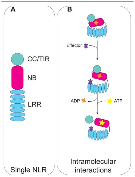 Schematic Representation Of Intramolecular Interactions Of Plant Nlrs