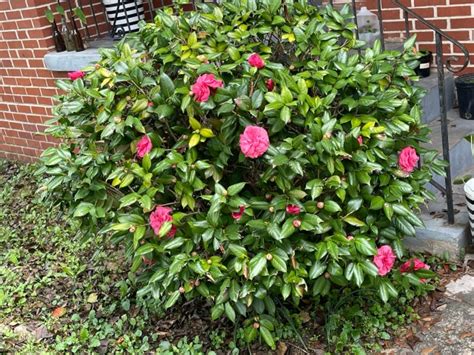 Another California Girl On Tumblr