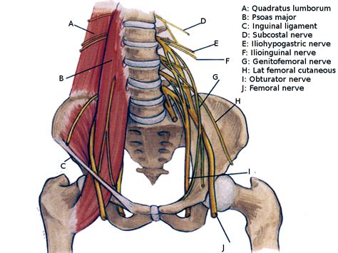 Anatomy Back Lumbar Plexus Article Statpearls