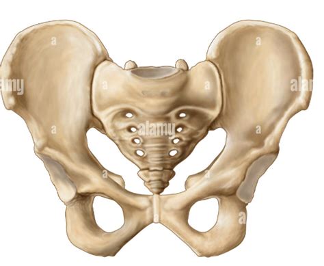 Diagram Of Anterior Pelvis Labelling Quizlet