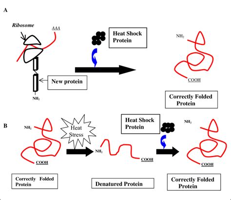 Denatured Enzyme Diagram