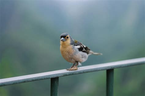 Бесплатные стоковые фото на тему безмятежность бирдинг вдохновляющая природа весна вид сбоку
