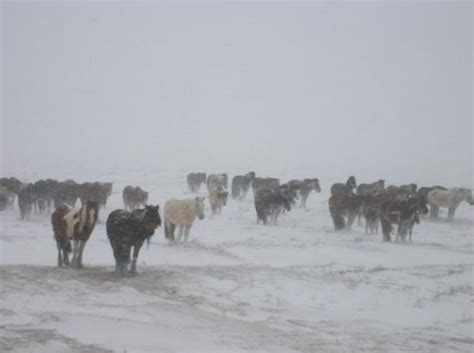 ЦАСАН ШУУРГАНД ТУУГДАЖ УРУУДСАН 16 МЯНГАН АДУУ ХЯТАДЫН ХИЛ ДАВСАН УУ