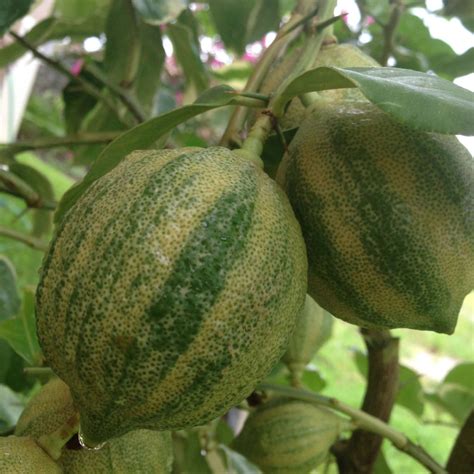 Pink Lemon Tree Variegated Pink Lemon Tree