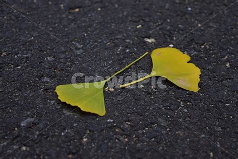 은행 가을 노란색 낙엽 바닥 사진이미지일러스트캘리그라피 윱윱작가