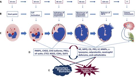 The Process Of Netosis Formation And Nets Release And The Potential Of Download Scientific