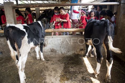 Wisata Perah Susu Sapi Antara Foto