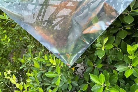 Easy Leaf Transpiration Experiment Mombrite
