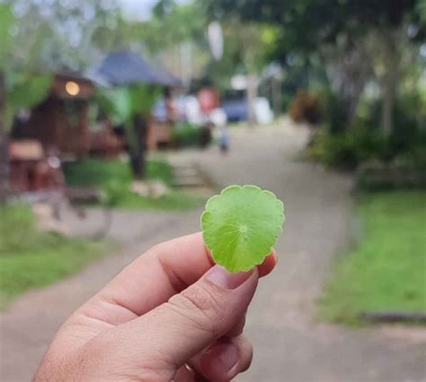 Daun Pegagan Yang Tak Pernah Seperti Koin