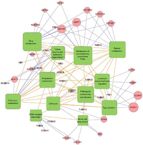 Pathway‑pathway Connection Network Pathways Are Shown In Green Boxes Download Scientific
