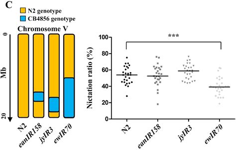 Figure 1 From A Quantitative Trait Locus For Nictation Behavior On Chromosome V Semantic Scholar