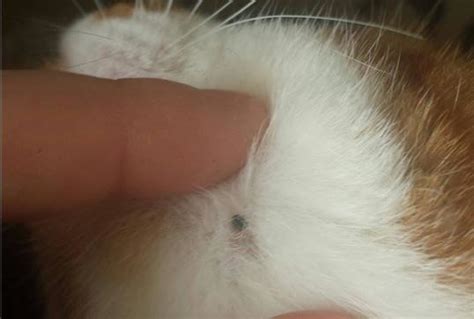 What Was This Stuck To My Cat A Bug Pic Included