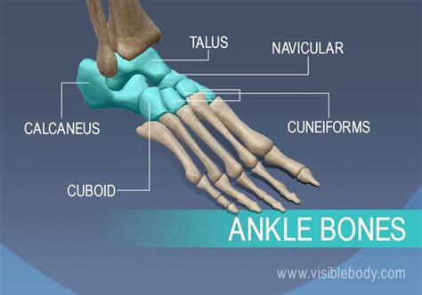 Ankle Bones Talus Navicular Cuneiforms Calcaneus And Cuboid Human Bones Anatomy Ankle