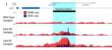Atac Seq