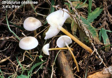 Marasmiaceae