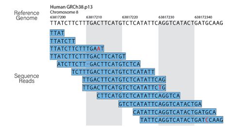 Alignment Using Bowtie2 Introduction To Chip Seq Using High Performance Computing
