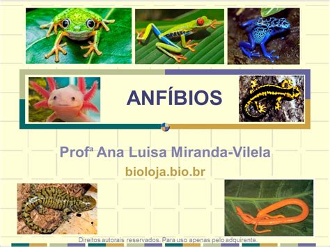 Anfíbios Bioloja