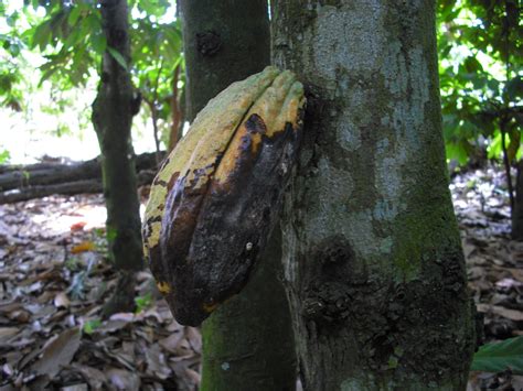 Cocoa Cacao Diseases And Pests Description Uses Propagation