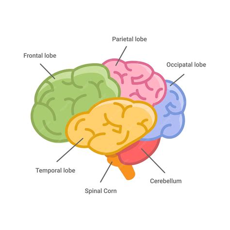 Premium Vector Sections Of The Human Brain Diagram With Text