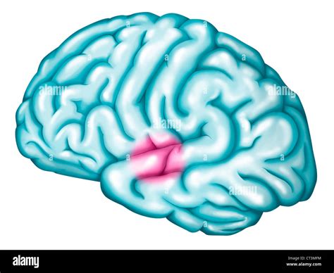Auditory Cortex Hi Res Stock Photography And Images Alamy