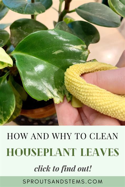 How To Clean Houseplant Leaves And Why You Should House Plants House