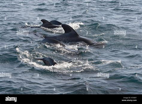 Short Finned Pilot Whale Globicephala Macrorhynchus Pod Surfacing Sea Of Cortez Baja