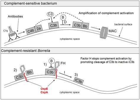 Activation And Inhibition Of The Complement System On Complement