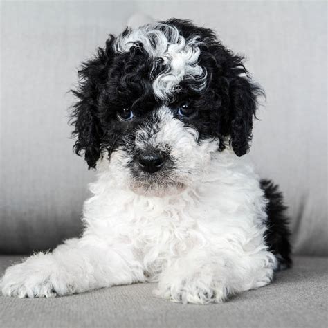 One Of The Best Things About Sheepadoodles Is That They Dont Lose