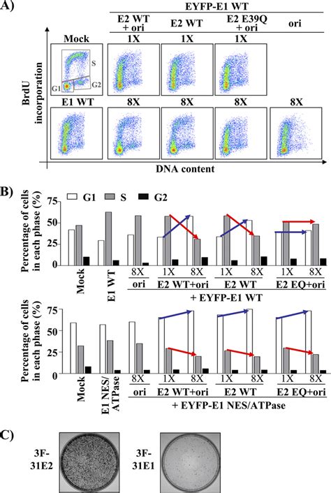 E2 And The Viral Origin Modulate The E1 Induced Cell Cycle Arrest Brdu