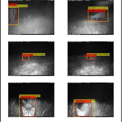 Sample Results Of Detection And Classification Of Faster R‐cnn