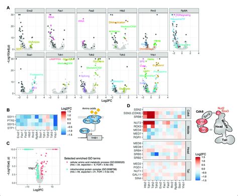 Regulators Of Protein Abundance A Each Volcano Plot Contains The Download Scientific Diagram