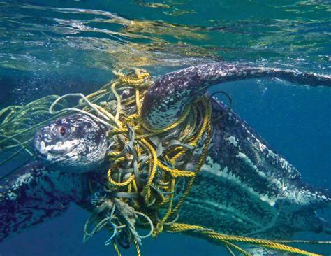 Building Bycatch Solutions From The Ground Up For The East Pacific Leatherback — The State Of