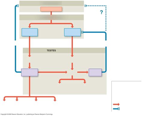 Hormone Flow Charts For Reproductive System Diagram Quizlet