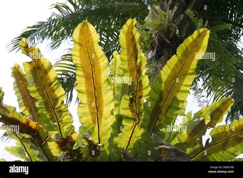 Bird Nest Ferns Spores