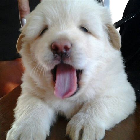 Big Smile Dog Smiling Dogs Dogs Golden Retriever