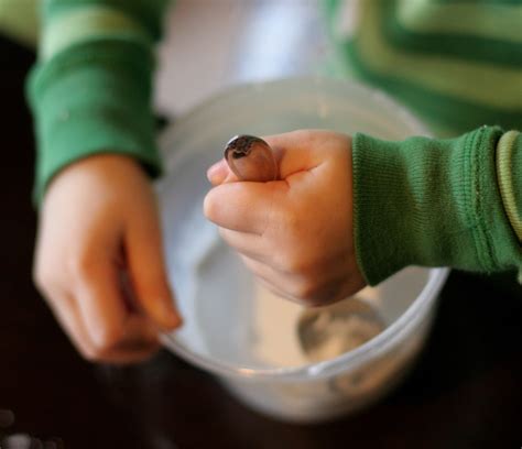 Making Your Own Dinosaur Fossils